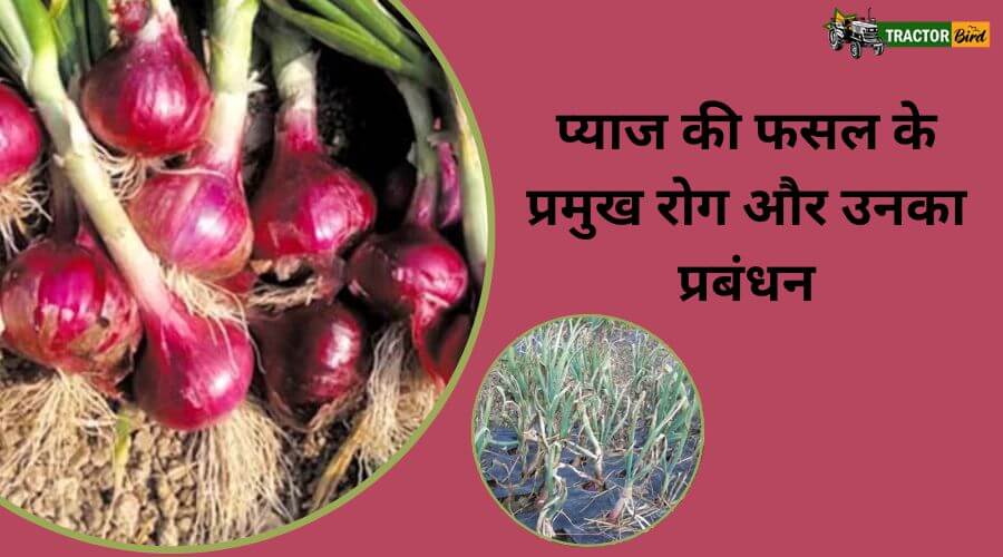 प्याज की फसल के प्रमुख रोग और उनका प्रबंधन