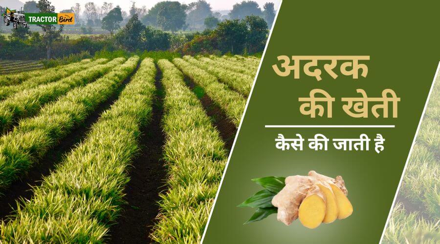 अदरक की खेती कैसे की जाती है? पढ़े सम्पूर्ण जानकारी