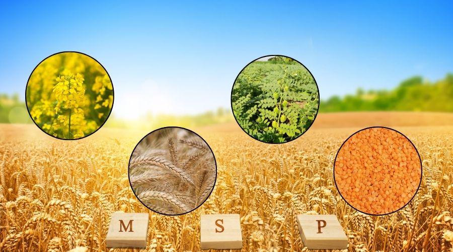 Rabi Crops MSP 2025–26: सरकार ने रबी फसलों का न्यूनतम समर्थन मूल्य (MSP ...