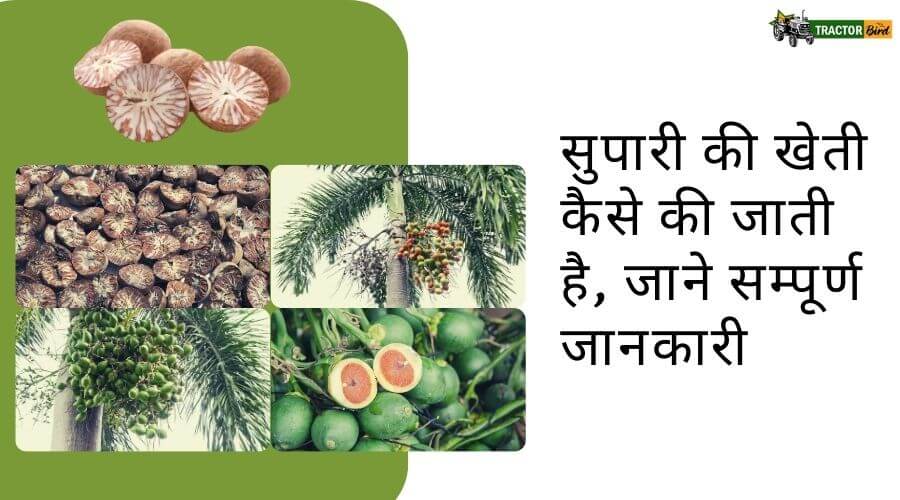 सुपारी की खेती कैसे की जाती है, पढ़ें सम्पूर्ण जानकारी
