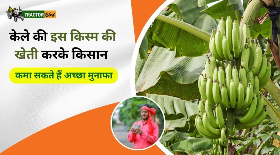 केले की इस किस्म की खेती करके किसान कमा सकते हैं अच्छा मुनाफा