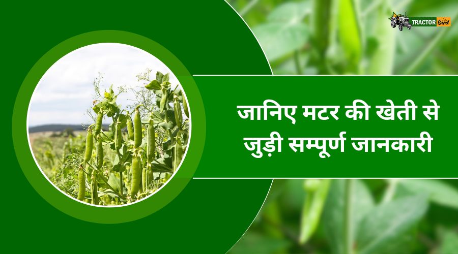 Matar ki kheti - जानिए मटर की खेती से जुड़ी सम्पूर्ण जानकारी