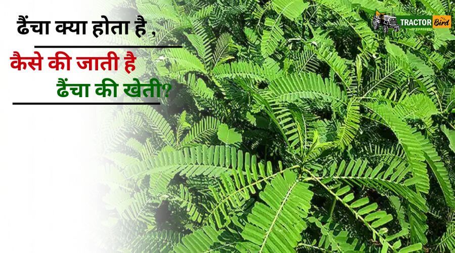 ढैंचा क्या होता है, कैसे की जाती है ढैंचा की खेती?