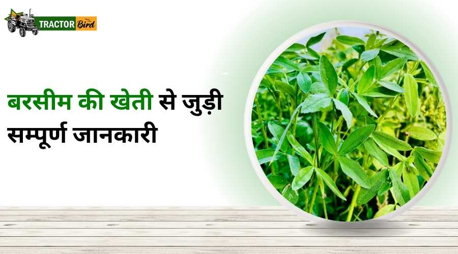 बरसीम की खेती से जुड़ी सम्पूर्ण जानकारी
