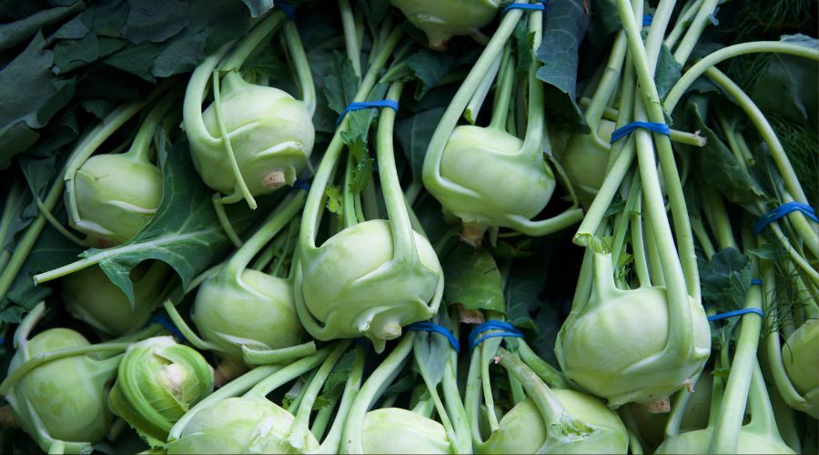 गांठ गोभी की खेती? एक एकड़ में 100 क्विंटल तक उत्पादन, जानें खेती का तरीका