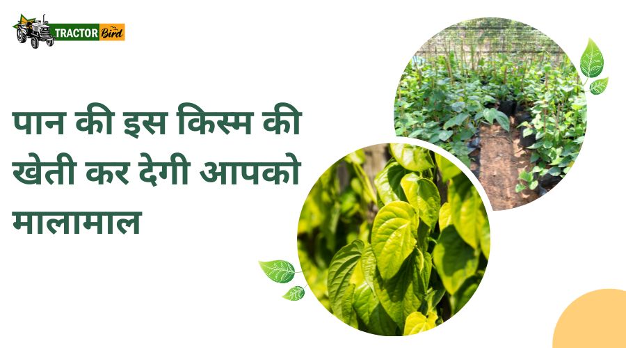 पान की इस किस्म की खेती कर देगी आपको मालामाल