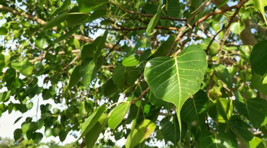 Pipal ka ped: पीपल के पेड़ से जुड़ी सम्पूर्ण बातें