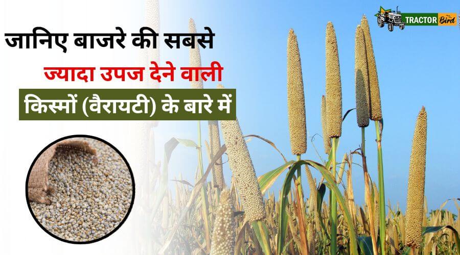 जानिए बाजरे की सबसे ज्यादा उपज देने वाली किस्मों (वैरायटी) के बारे में