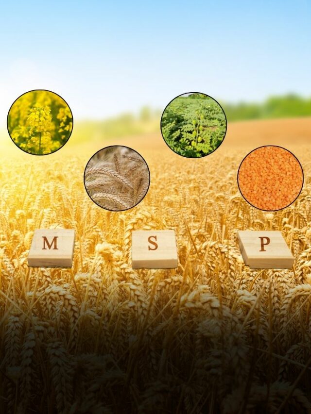 Rabi Crops MSP 2025–26: सरकार ने रबी फसलों का न्यूनतम समर्थन मूल्य (MSP ...